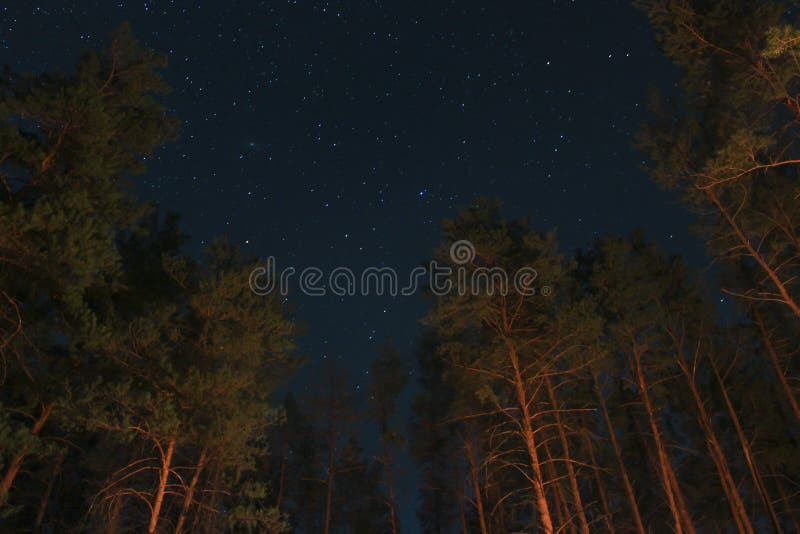 Stars in the forest stock photo. Image of night, astrology - 80043722