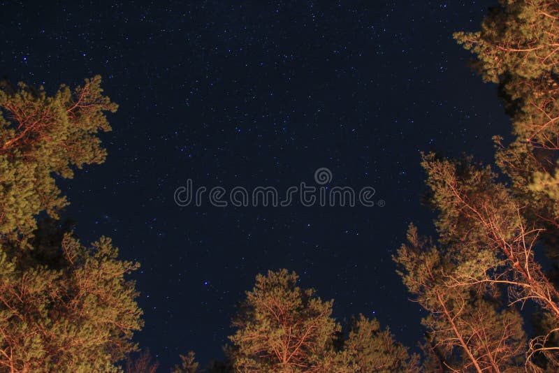 Stars in the forest stock image. Image of stars, outdoors - 80043915