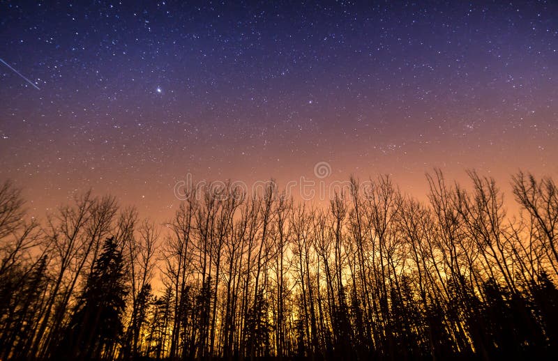Stars and Light Pollution Above Silhouetted Tree Stock Photo - Image of ...