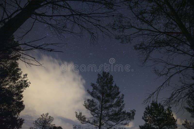 Stars in Night Sky Above Trees Stock Photo - Image of tree, trees ...