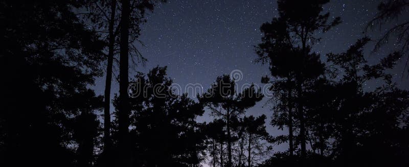 Stars over night forest stock image. Image of black - 121788459