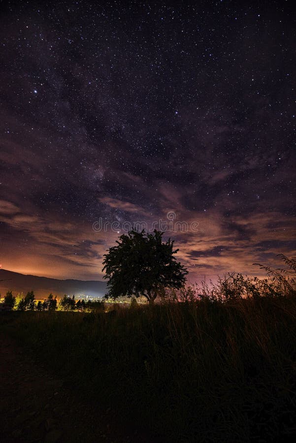 Stars over the tree stock image. Image of landscape - 125046611