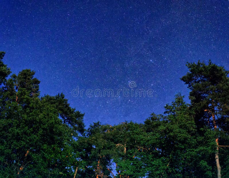 Stars over tree tops stock photo. Image of dark, nature - 74587456