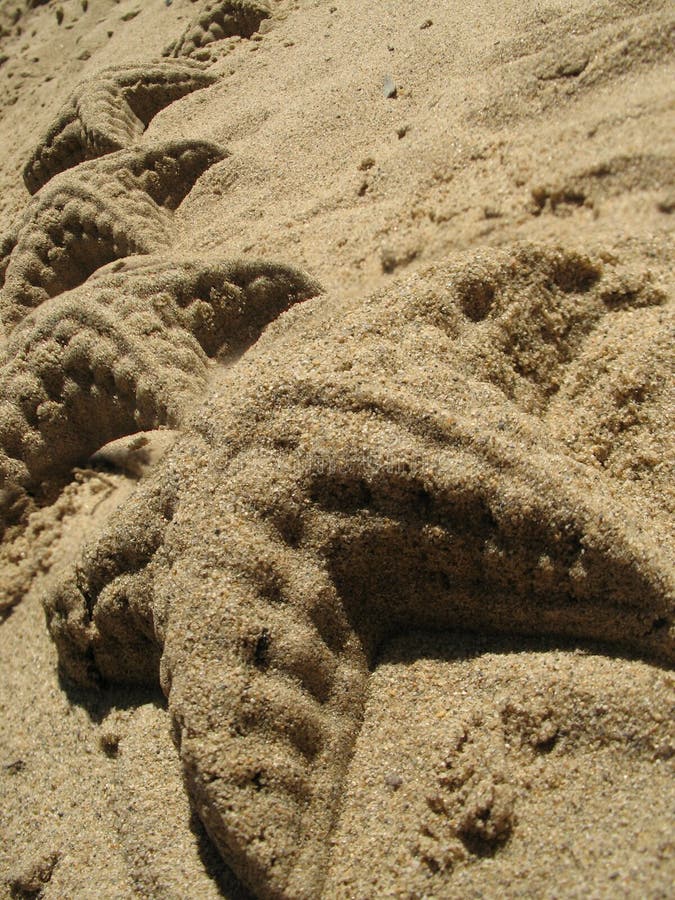 Stars on the Sand stock photo. Image of relaxation, sand - 2769618
