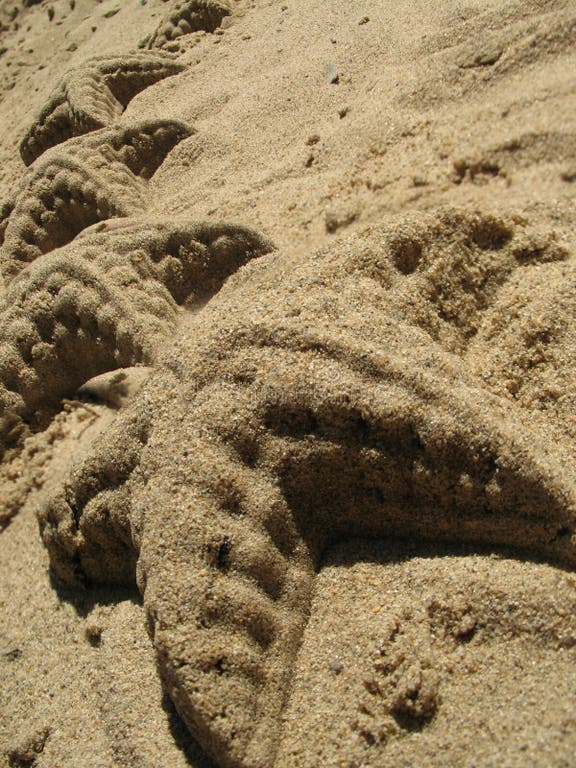 Stars on the Sand stock photo. Image of relaxation, sand - 2769618
