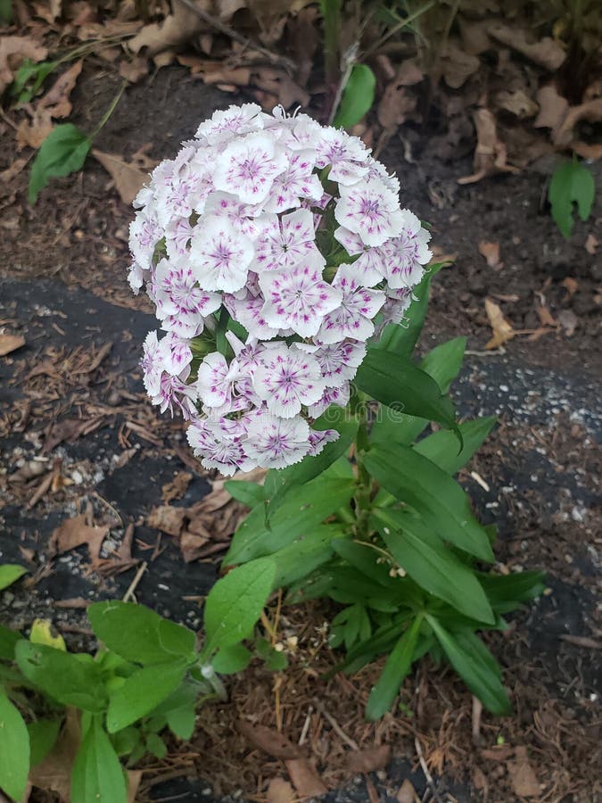 Stars of Spring stock photo. Image of petal, plant, woodland - 237280188