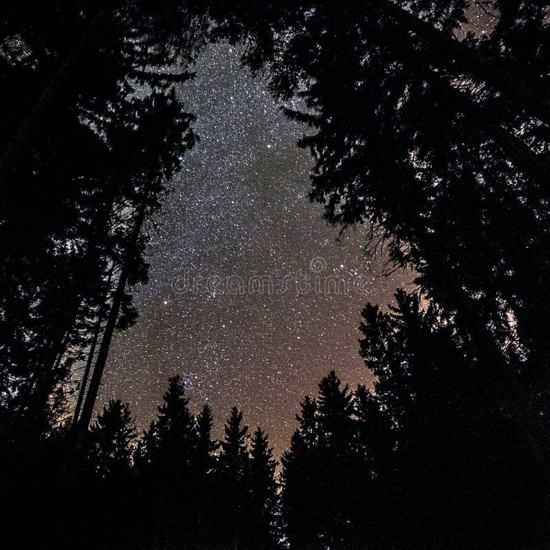 Stars through Tree Branches Stock Photo - Image of branch, branches ...