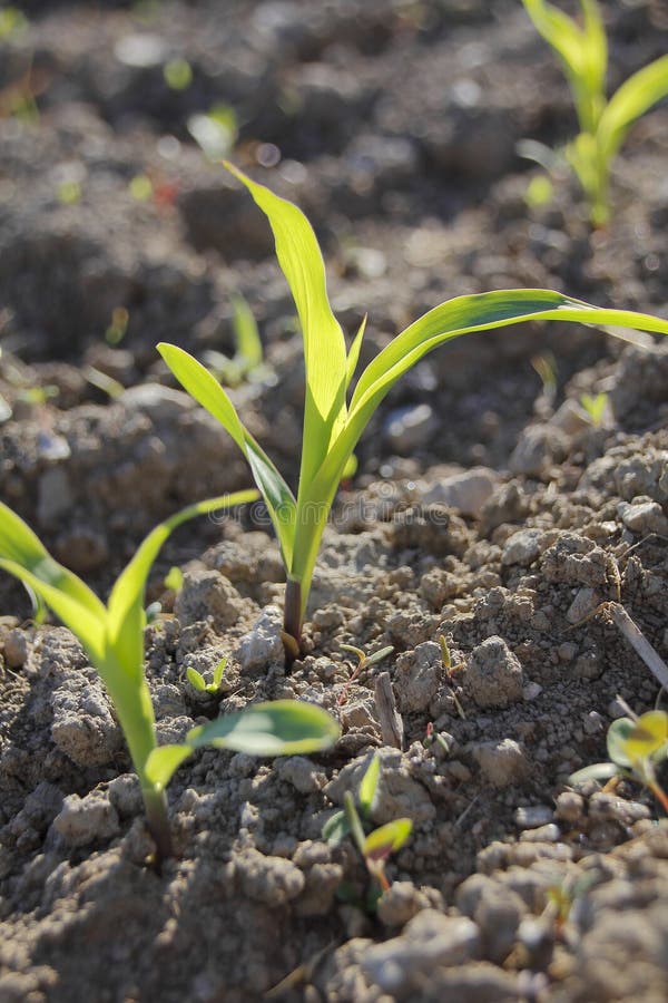 The Start of the Corn Crop stock photo. Image of agriculture - 71124658