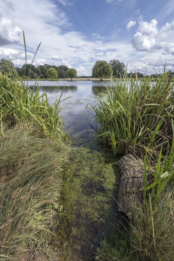 Start of Green Algae Growing in the Ponds Stock Photo - Image of ...