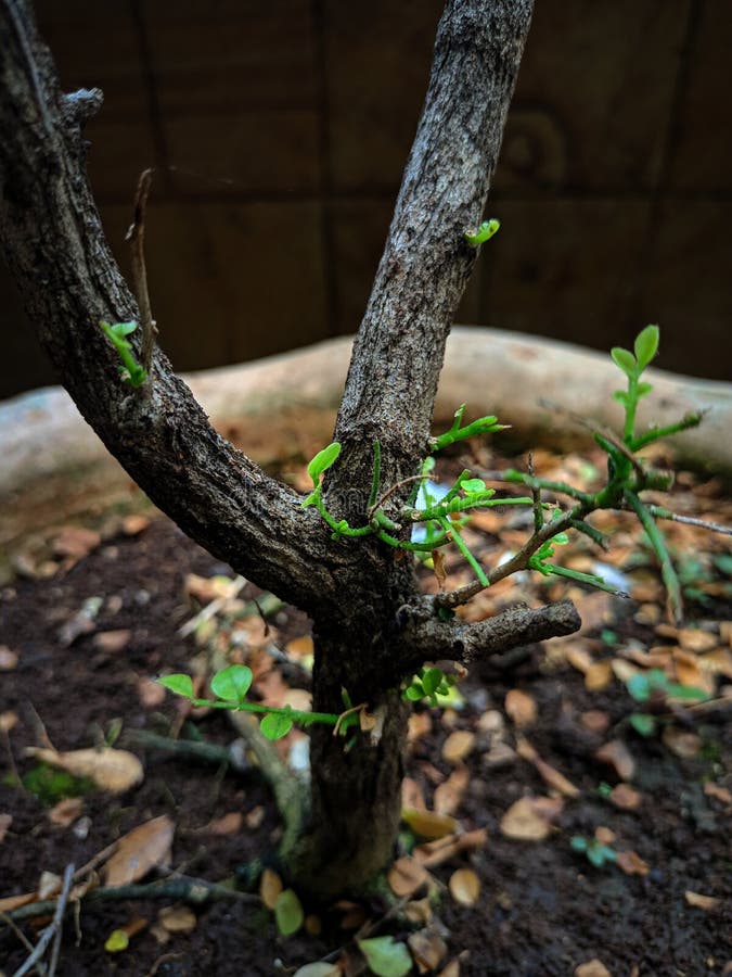 Start Growing and Developing Stock Photo - Image of developing, start ...