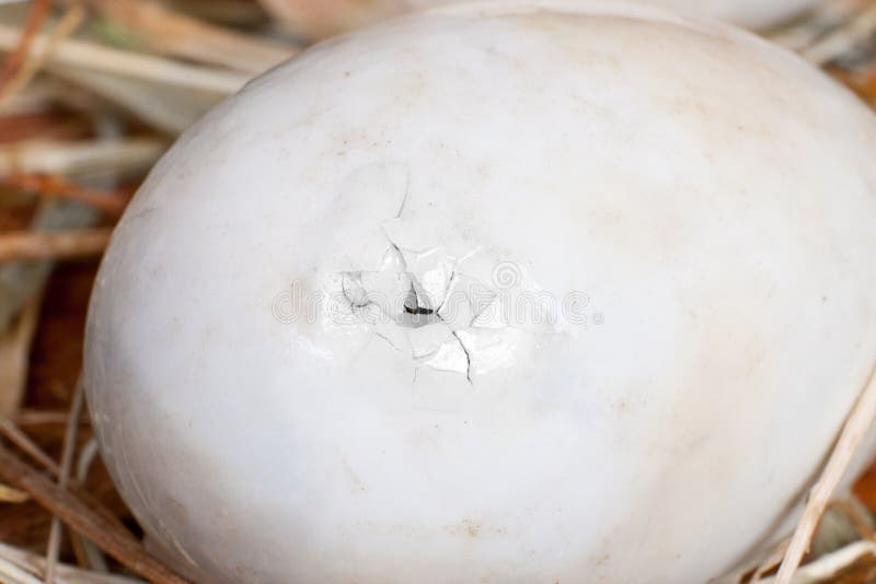 Start of hatching stock image. Image of hatchling, little - 36405619