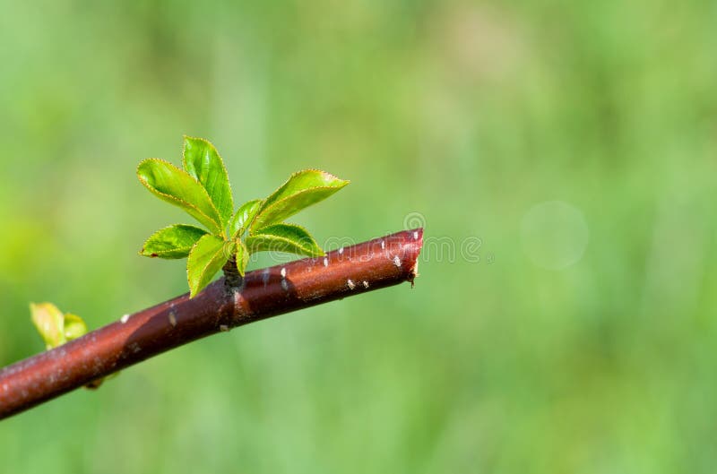 Start of the Life on a Small Branch. Stock Photo - Image of natural ...