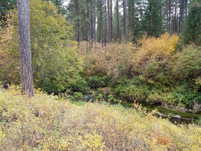Start of the Metolius River in Oregon and Pine Trees in the Forest ...