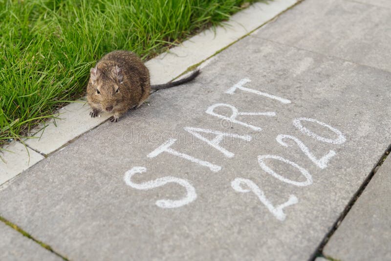 New Year of the Rat. Top View of Start 2020 Text and Rodent Sitting on ...