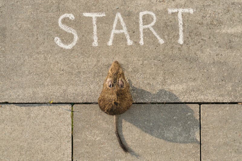 New Year of the Rat. Top View of Start 2020 Text and Rodent Sitting on ...