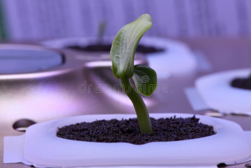 First signs of plant life stock photo. Image of green - 246054458