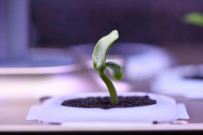 First signs of plant life stock photo. Image of blue - 246054464
