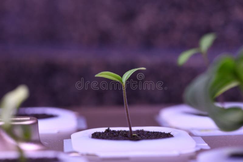 First signs of plant life stock photo. Image of closeup - 246054466