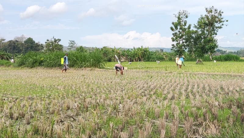 Start for rice plant editorial stock image. Image of start - 224897339