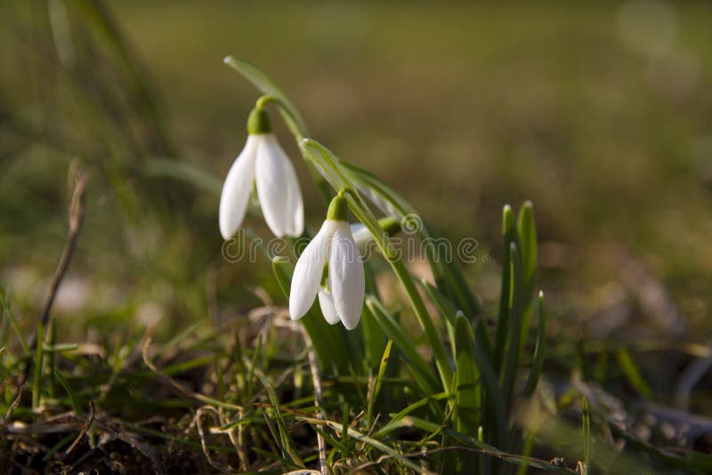 Start of spring stock photo. Image of catkins, railings - 69652604