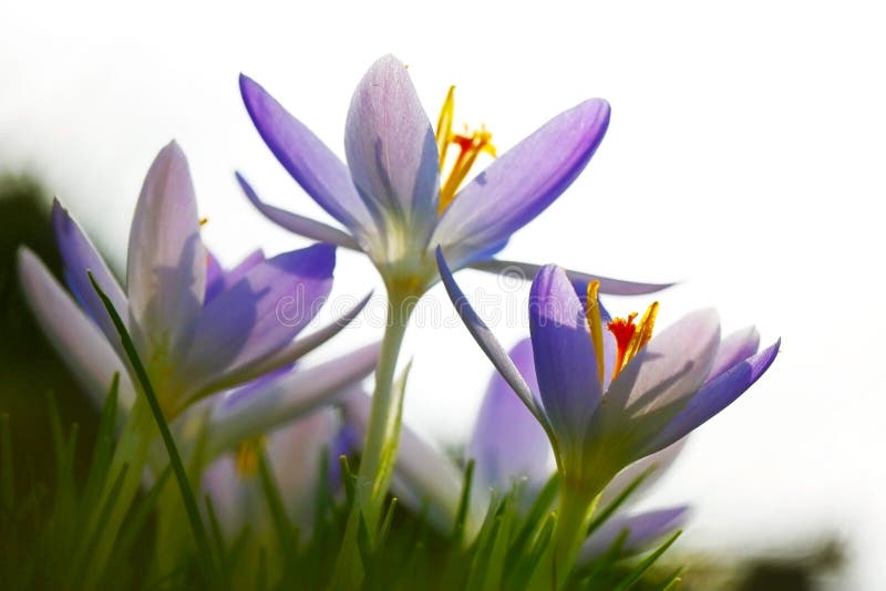 Start of spring stock image. Image of florescent, green - 88374665