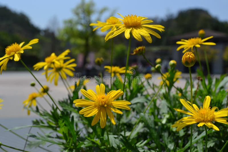 Start of spring stock photo. Image of catkins, railings - 69652604