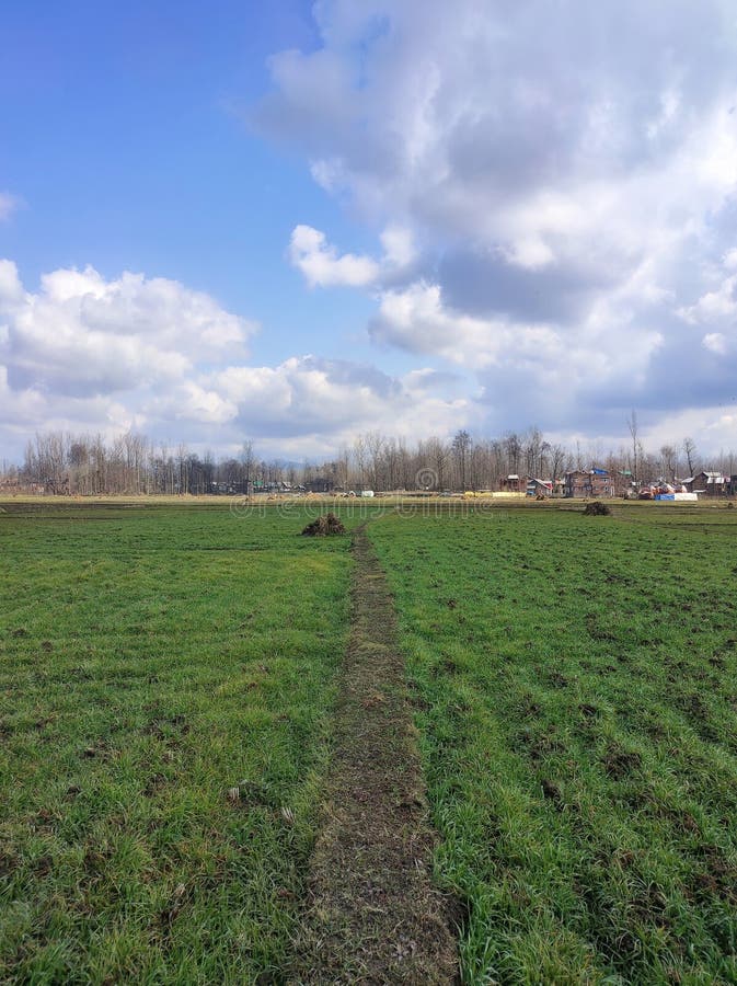 Start of Spring in Kashmir Beautiful View in Field Stock Photo - Image ...