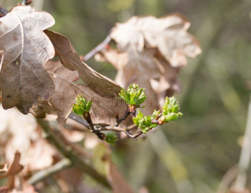 Start of spring stock photo. Image of catkins, railings - 69652604