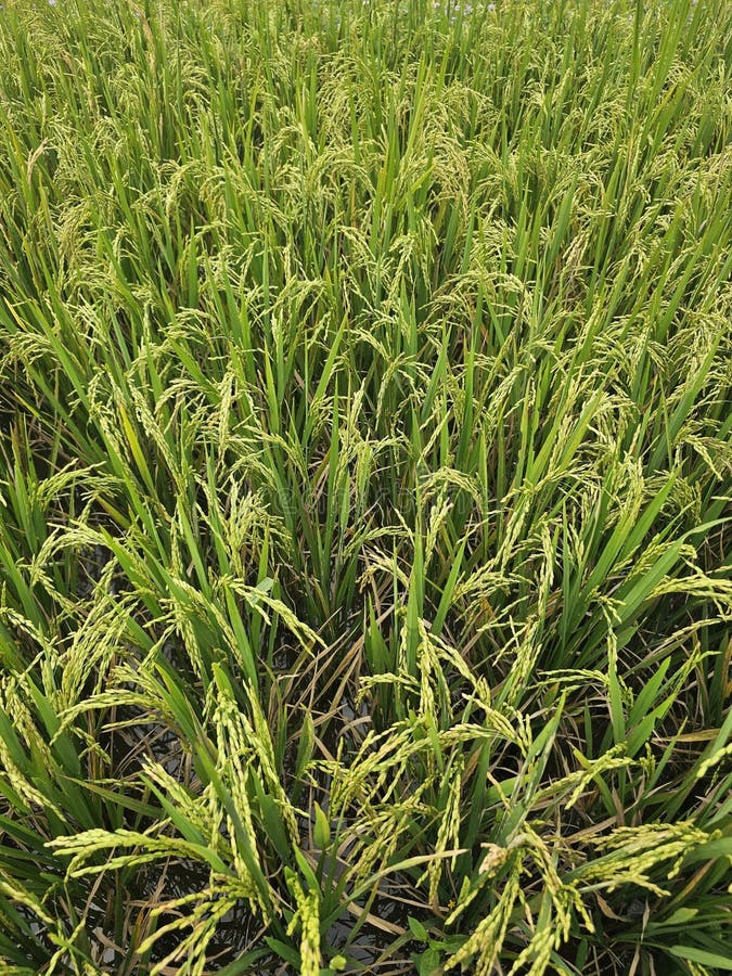 Start from this to be rice stock image. Image of rice - 278701233