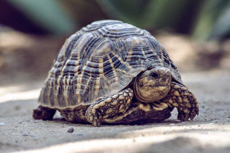 Start tortoise looking stock image. Image of blurred - 159899813