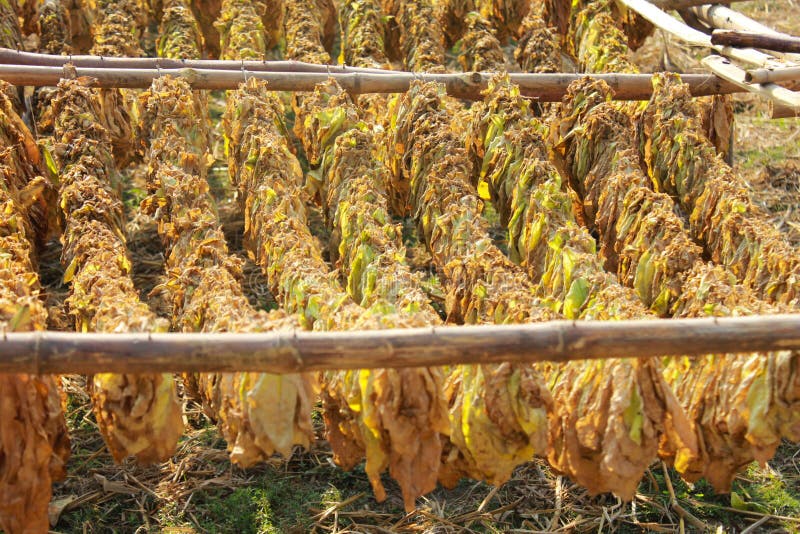 Cigar making stock photo. Image of farmers, cigar, harvest - 3560802