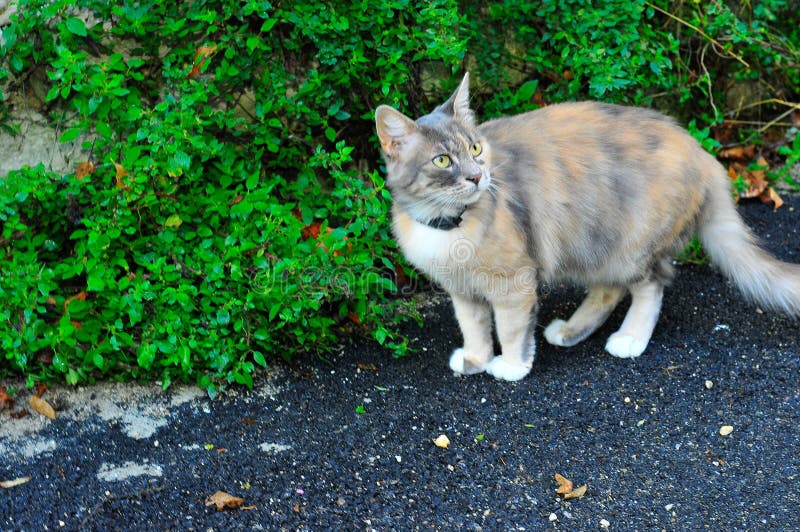 Startled cat stock photo. Image of sablet, distance - 266037932