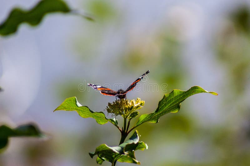 A Starting Butterfly on a Leaf Stock Image - Image of green, close ...