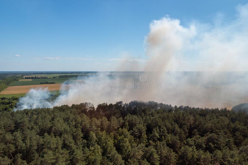 Pine Forest and Clouds of Smoke Behind it in the Background Stock Photo ...