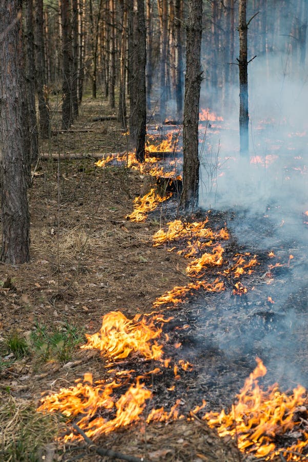 Flame Is Starting To Damage The Trunk On Forest Fire Stock Image ...