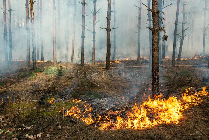 Starting of Forest Fire in Pine Stands Stock Image - Image of ...