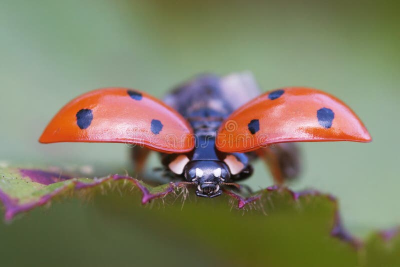 Extreme Magnification - Lady Bug with Spread Wings Stock Image - Image ...