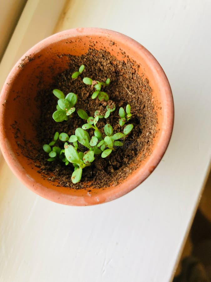 Starting Plant from Seeds.. Beginning Growth in Terra Cotta Pot Stock ...