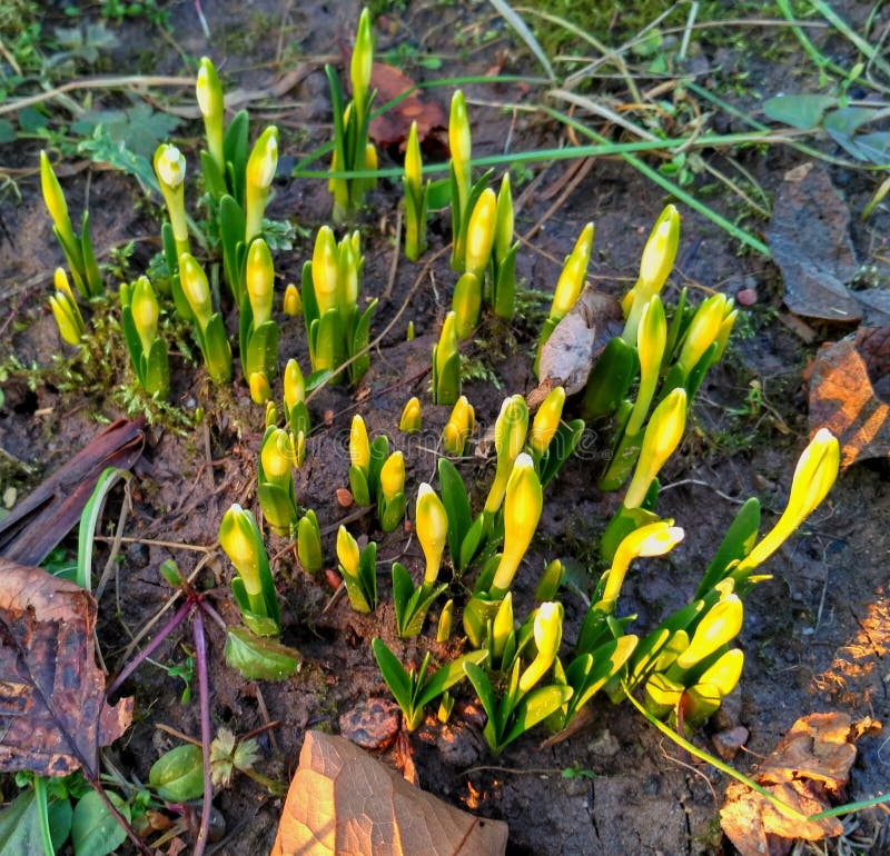Starting To Bloom Spring Flowers Primroses Stock Image - Image of ...