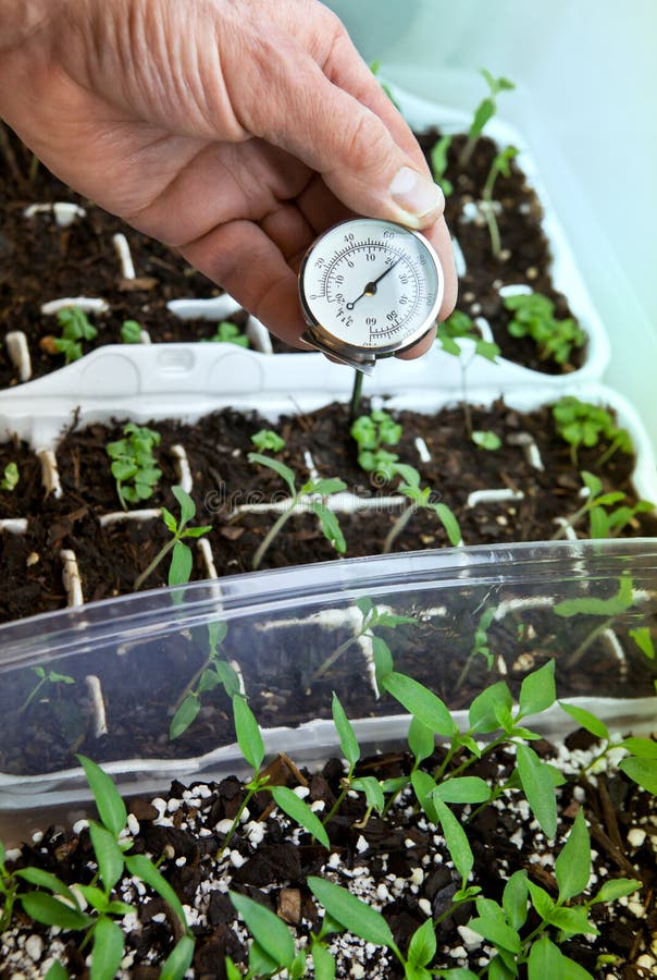 Starting Vegetable Seedlings Indoors Stock Photo - Image of indoor ...