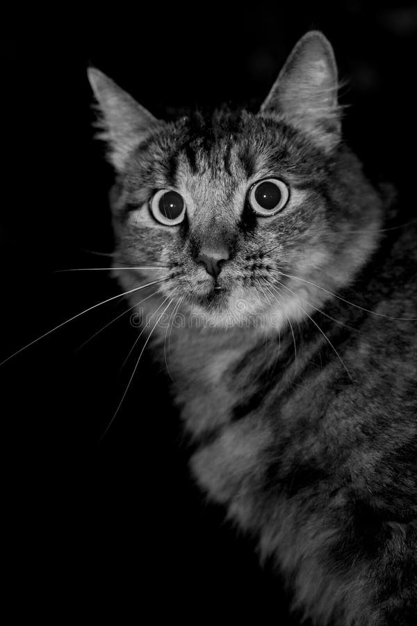 Startled cat stock photo. Image of surprised, animal - 11022940