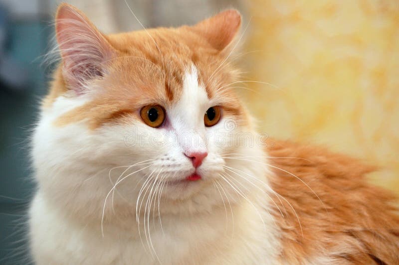 Startled Cat stock photo. Image of whiskers, domesticated - 4571814