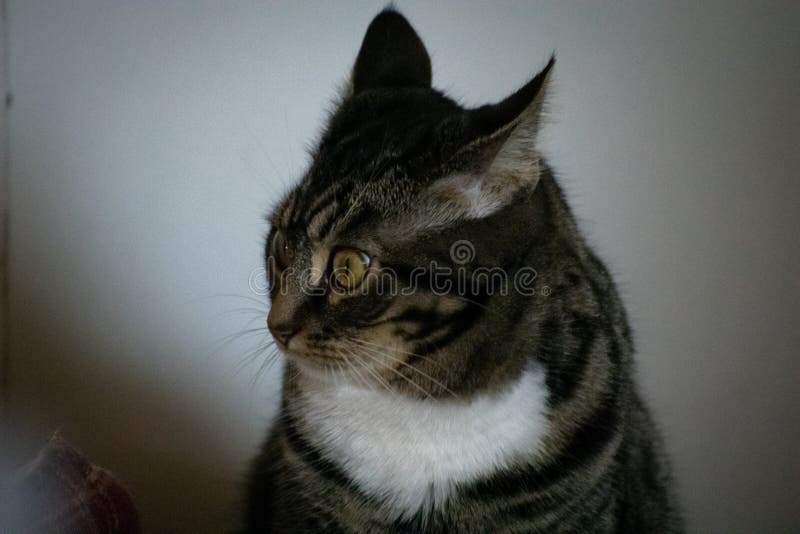 374 Startled Cat Stock Photos - Free & Royalty-Free Stock Photos from ...