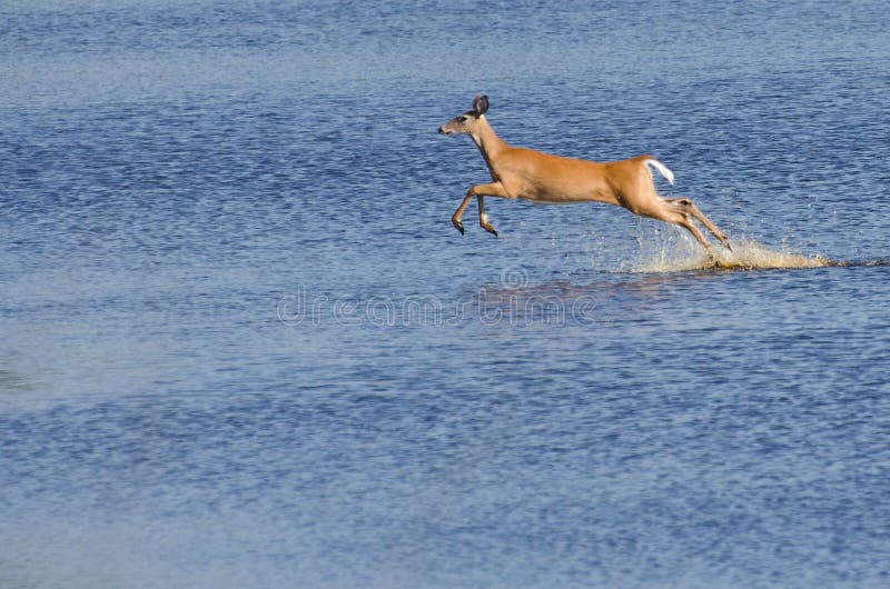 Startled Deer Leaping through the Wate Stock Image - Image of wading ...