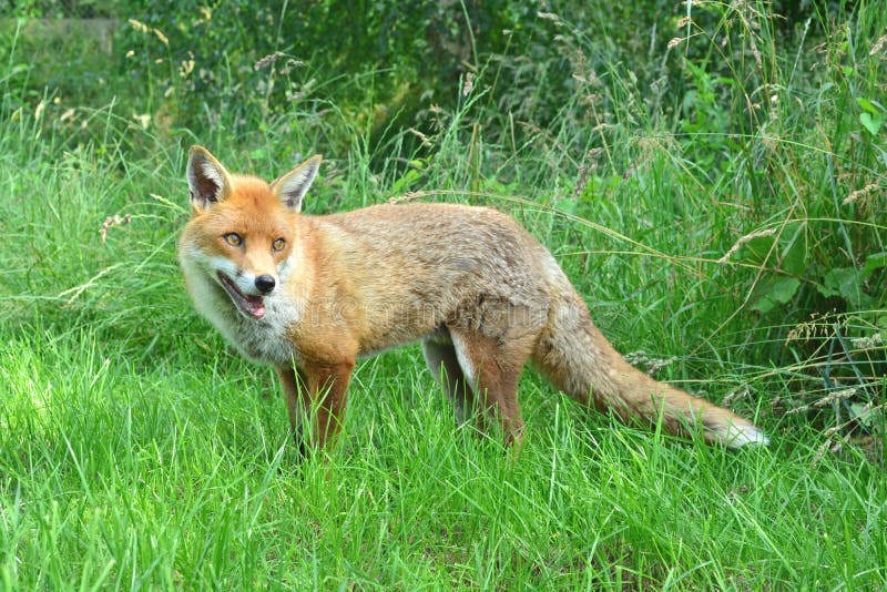 Cunning fox stock photo. Image of pest, hunting, ears - 32086966