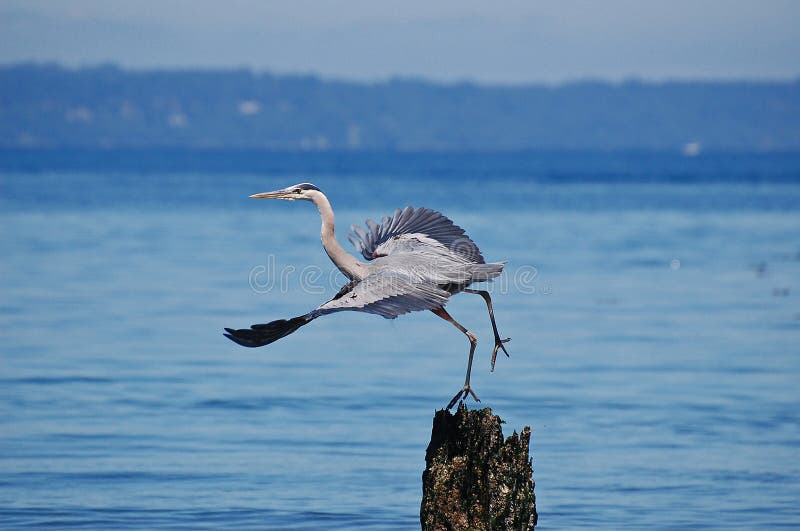 Startled Great Blue Heron Taking Flight Stock Image - Image of piling ...