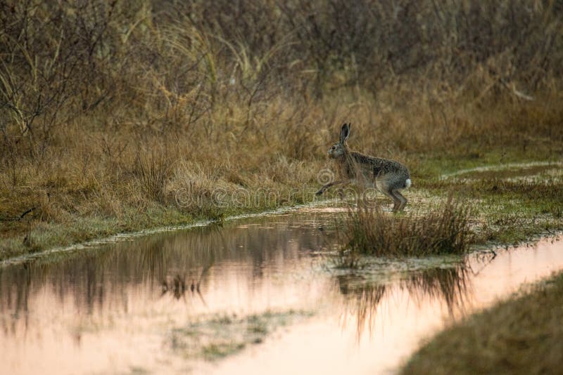 Startled Rabbit Runs Away Over a Pool of Water Stock Photo - Image of ...