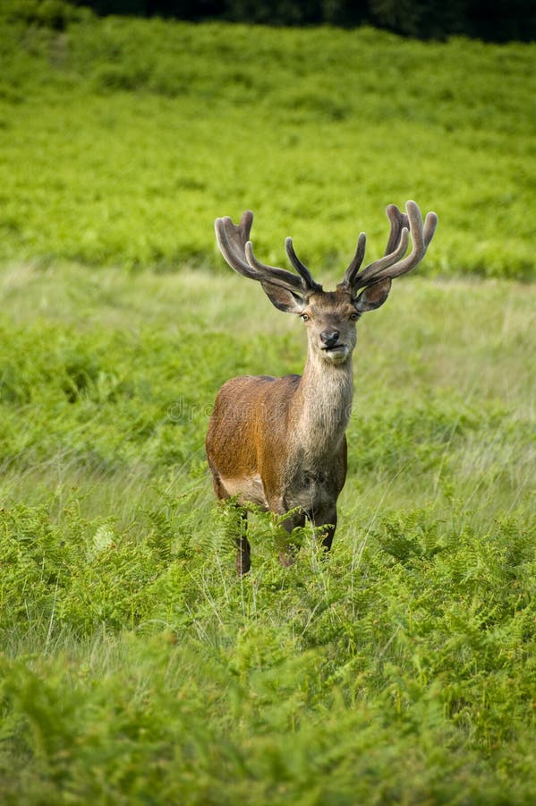 153 Startled Deer Stock Photos - Free & Royalty-Free Stock Photos from ...