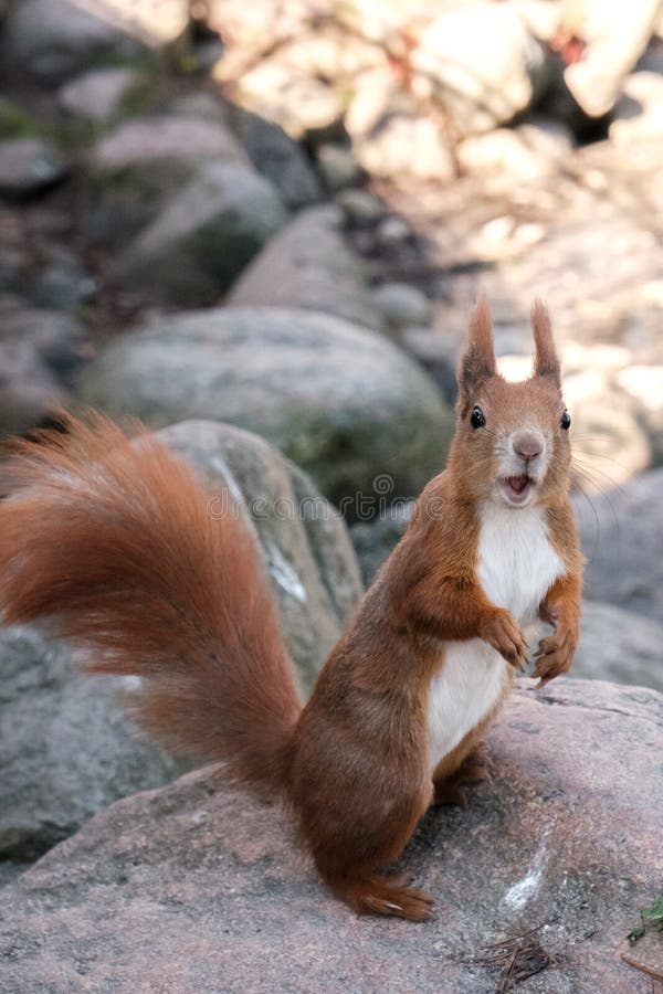 Startled Squirrel Looking at Camera Stock Image - Image of orange ...