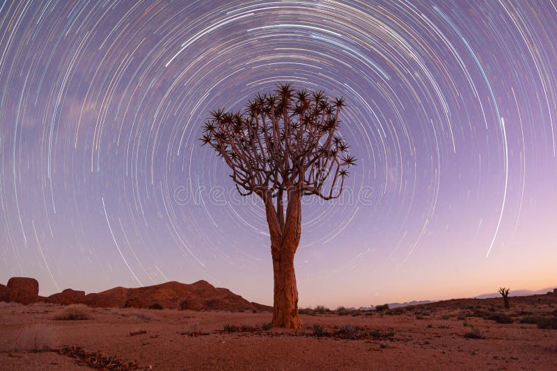 Startrail Del árbol Del Estremecimiento Foto de archivo - Imagen de ...